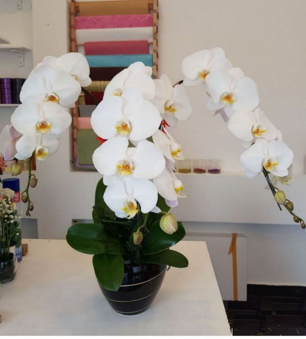 Nắm bắt ý nghĩa hoa lan trắng mà bạn không thể bỏ qua