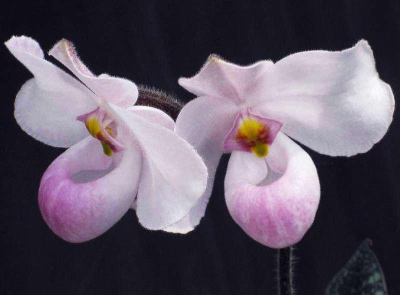 10 loài hoa phong lan hiếm nhất thế giới vẫn còn tồn tại - Nông Nghiệp Đẹp