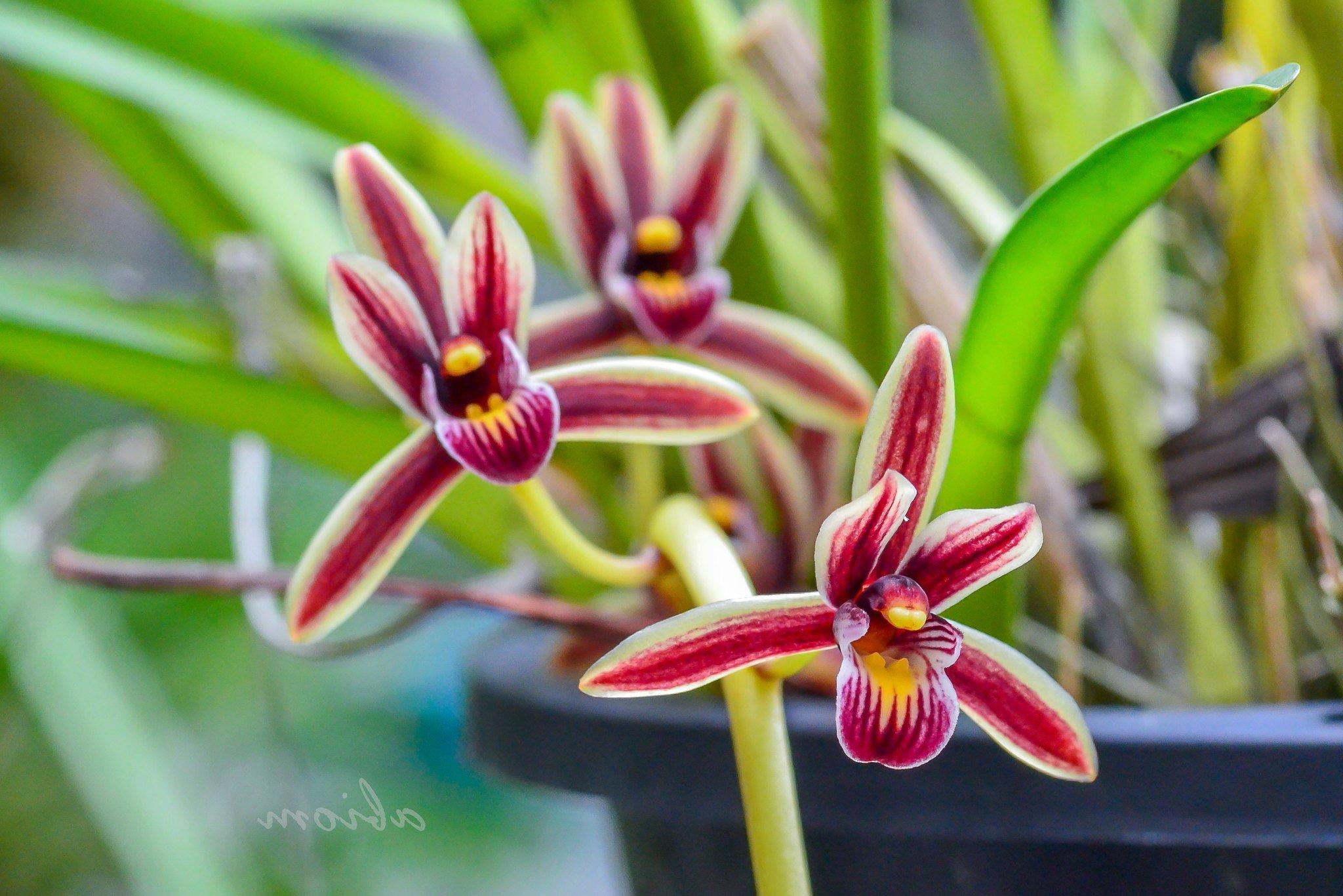 Hướng dẫn chi tiết cách trồng Lan Kiếm - Nông Nghiệp Đẹp 2023