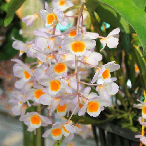 Lan long tu – Ý nghĩa, cách trồng và chăm sóc ra hoa đẹp - Nông Nghiệp Đẹp