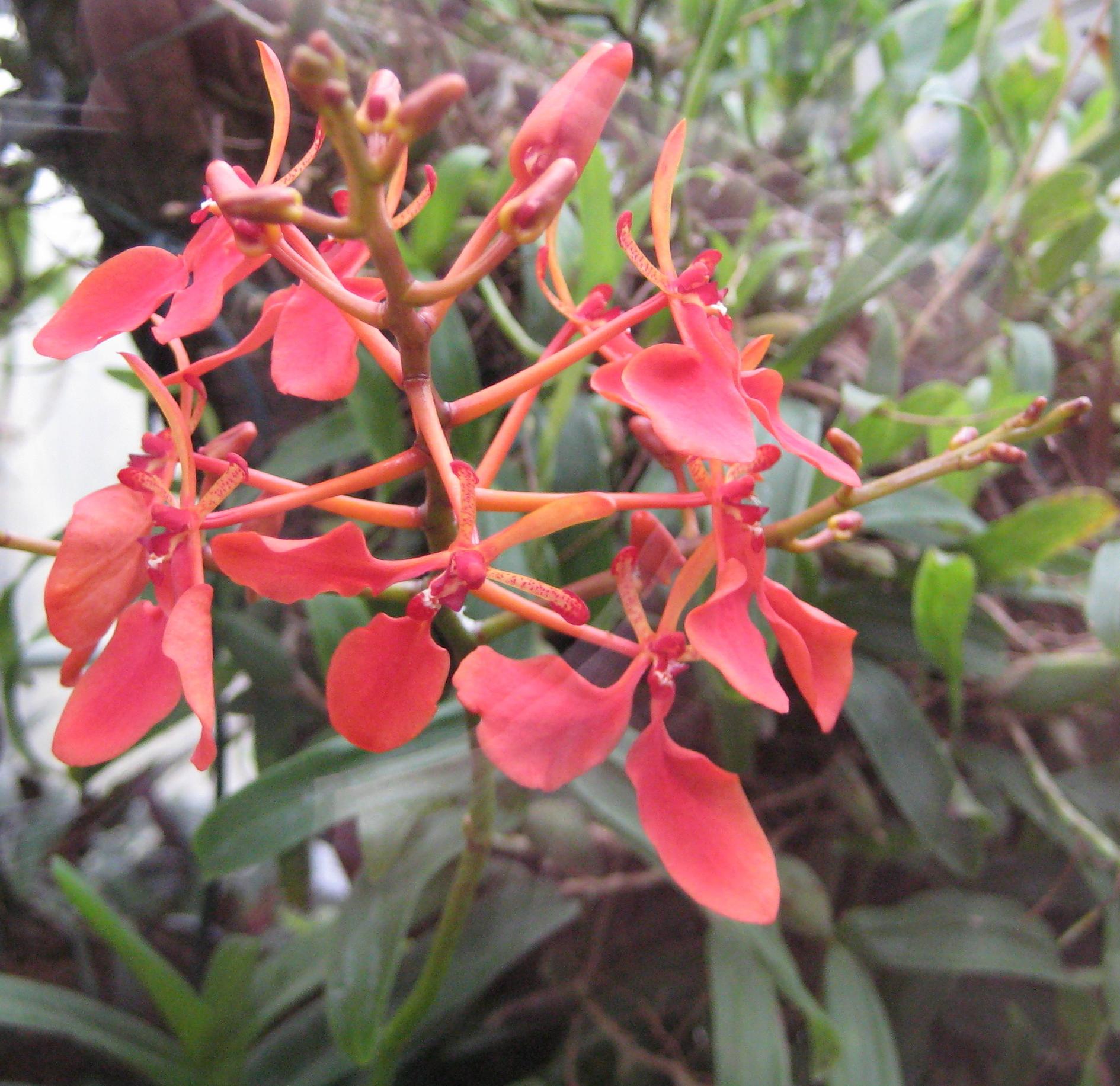 Hoa Lan Huyết Nhung Việt Nam - Nông Nghiệp Đẹp 2023