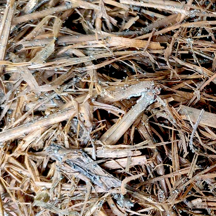 TRICHODERMA Plus HUMIC - SFARM - Nông Nghiệp Đẹp